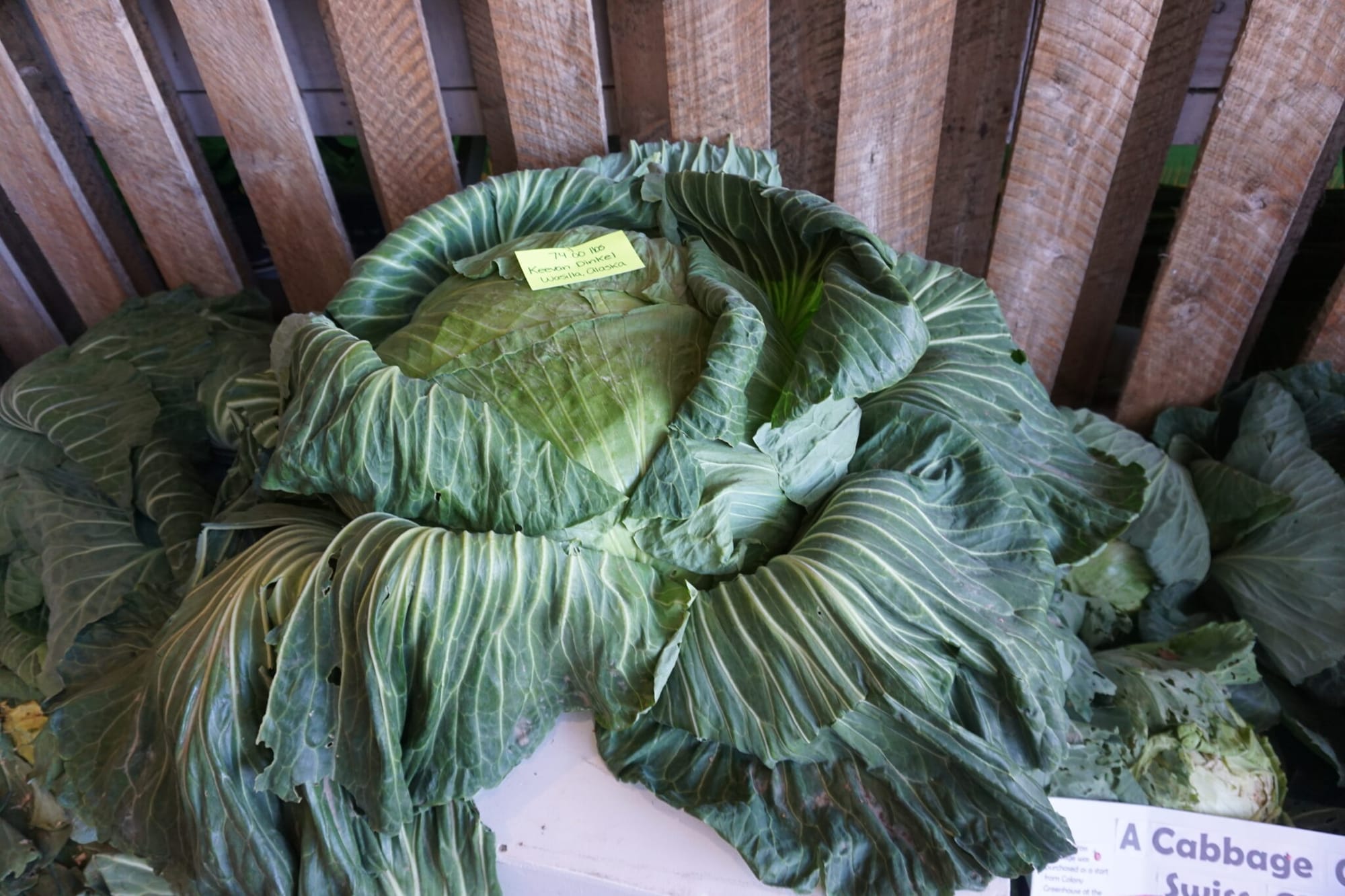 Palmer legislator proposes Alaska's record-setting giant cabbage as ...