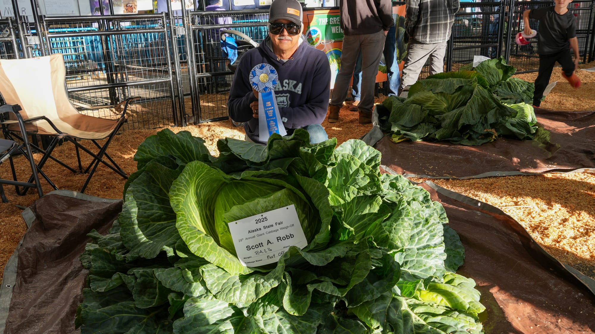 'Post Office' delivers in Alaska State Fair cabbage weigh-off